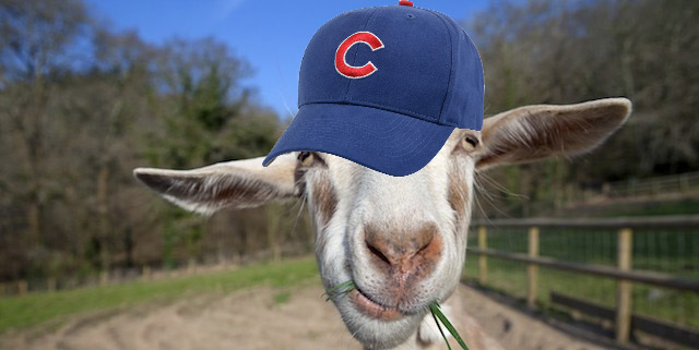 Goat Head Delivered To Wrigley Field, Slated to Bat Clean Up Tomorrow ...